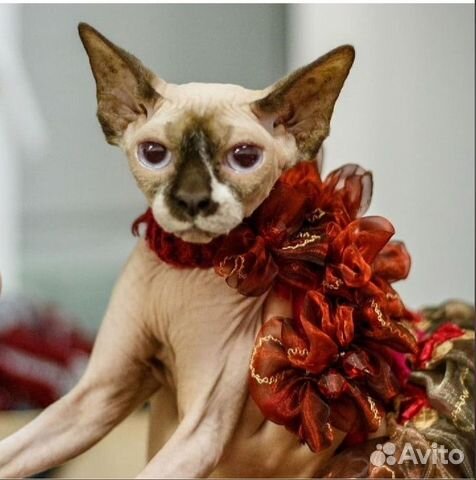 Канадский сфинкс котенок