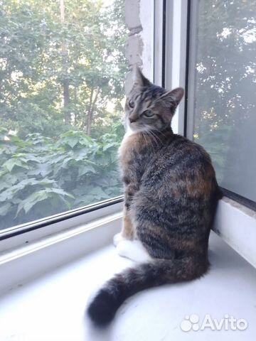 Котенок девочка от мамы крысаловки