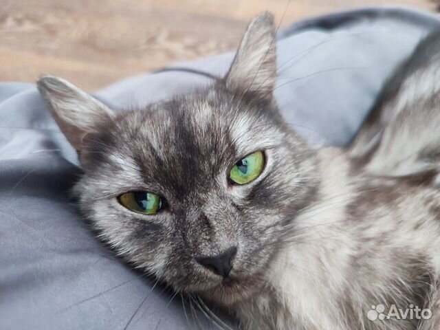 Кошечка-шиншилла 7-8 мес ищет дом