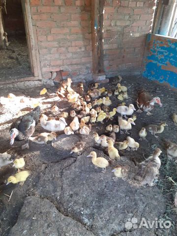 Мускусные утки тяжелые линии