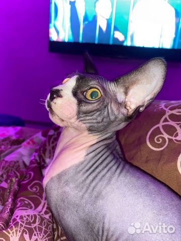 Канадский сфинкс вязка