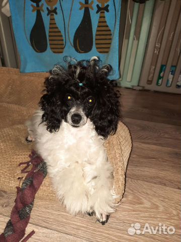 Собака Арлекин