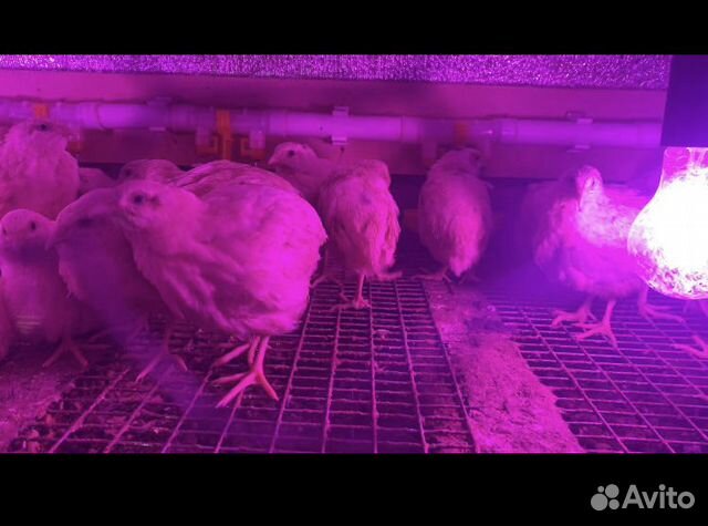 Несушки Перепелов техас молодые 5 мес