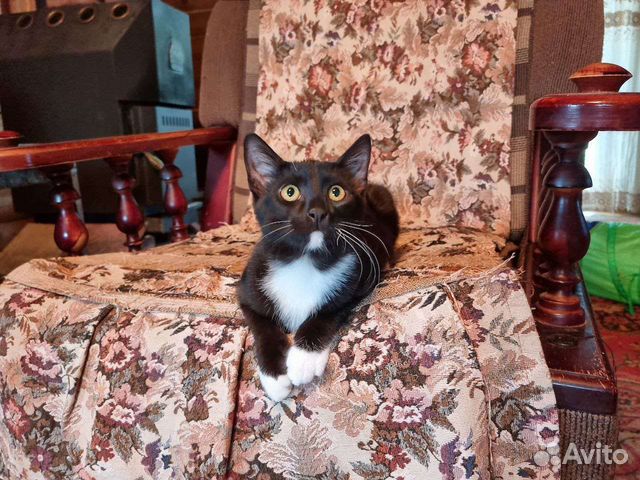 Котики мальчики ищут хозяев