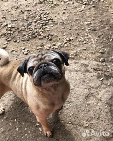 Мопс Наташа ищет дом