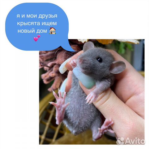 Дамбо крысы, крысята, крыса. Питомник