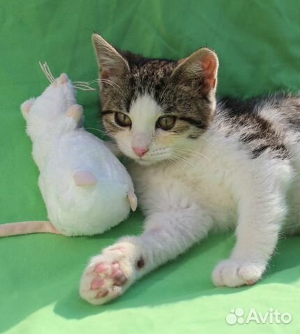 Тигр, 4 месяца, в дар