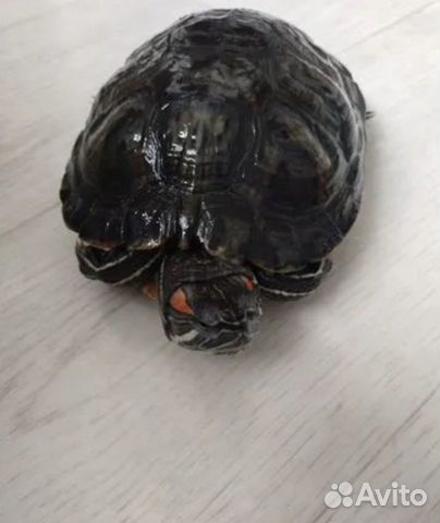 Красноухие черипахи