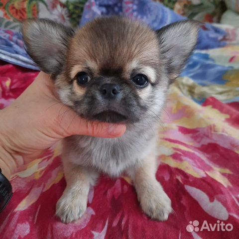 Милый рыжик чихуахуа