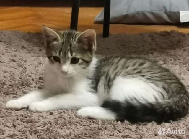 Котенок- милашка помогите в добрые руки