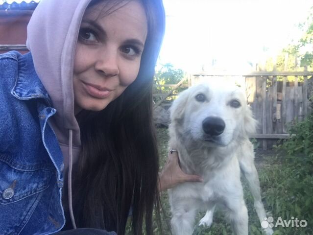 Щенок 10 месяцев русской гончей