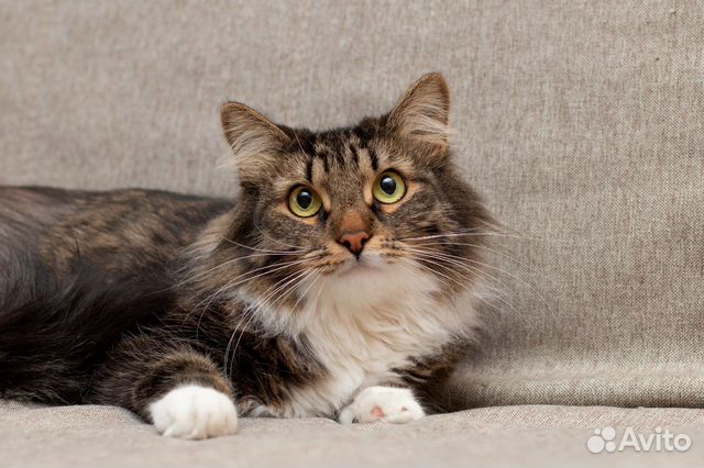 Котик Ларс