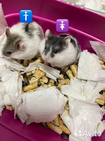 Джунгарский хомяк маленький