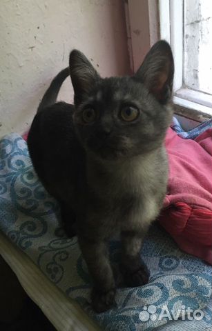 Котенок Ёжа