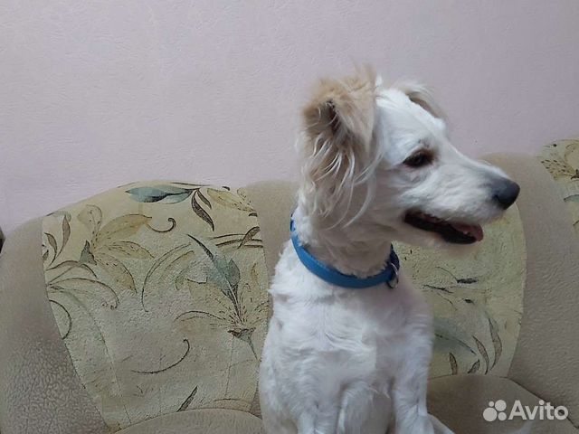 Собака в добрые руки отдам бесплатно