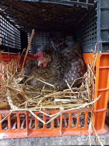 Куры легбар-квактуха