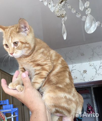 Шотландские котята