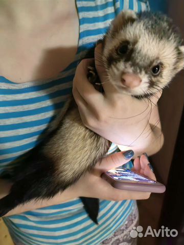 Хорек мальчик 1 год бесплатно