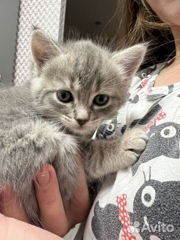 Продам котеночка от мамы Скотиш Страйт