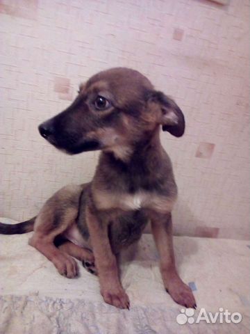 Щенок в добрые руки маленькой собаки