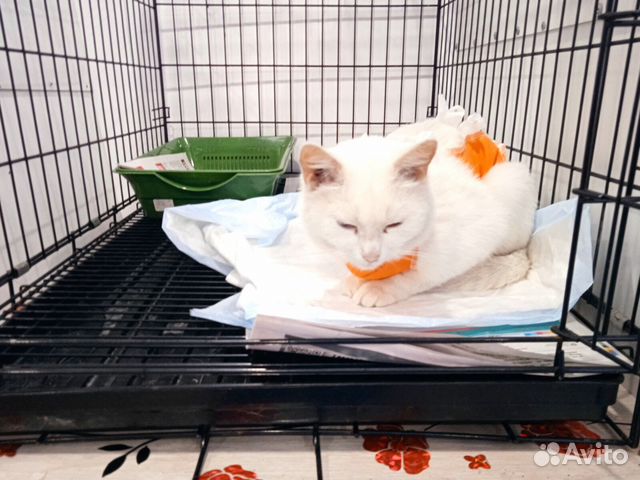 Кошка в добрые руки