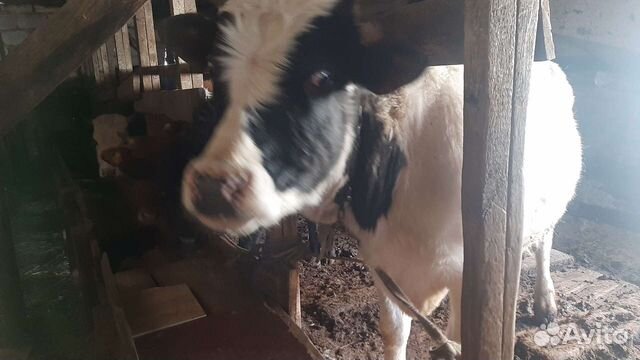 Коровы и быки