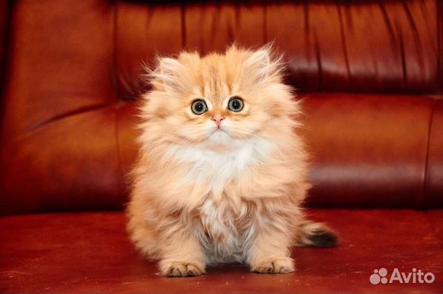 Котята пушистые золотые