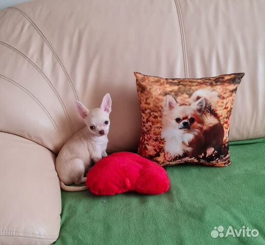 Чихуахуа РКФ