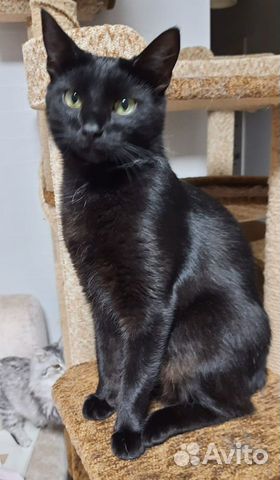 Элегантная Элис ищет дом