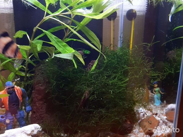 Растения для аквариума