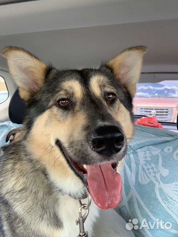 Необыкновенно умный пёс ищет дом