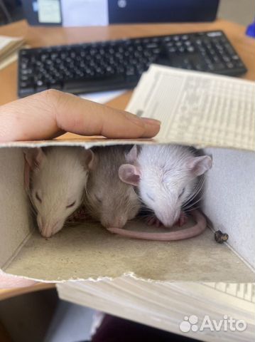 Крысята дамбо