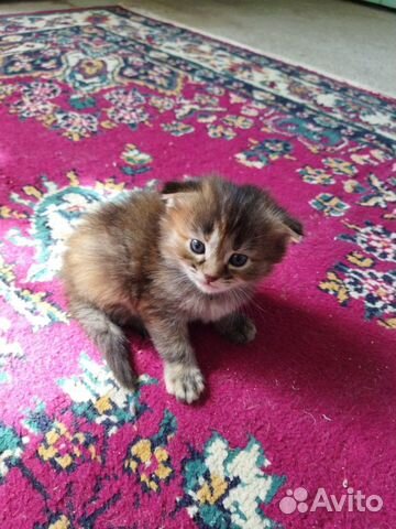 Котята в добрые руки бесплатно