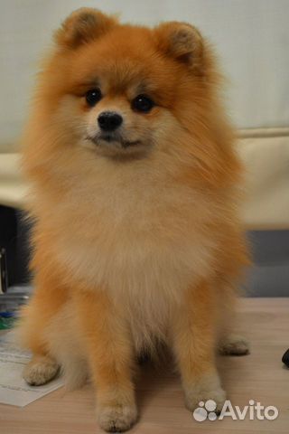 Кобель малого шпица. Вязка. РКФ