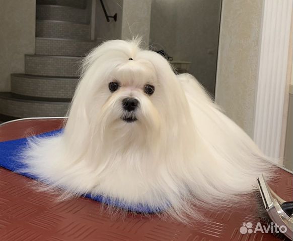 Мальтезе кобель 12 месяцев