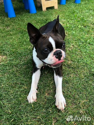 Бостон терьер, девочка