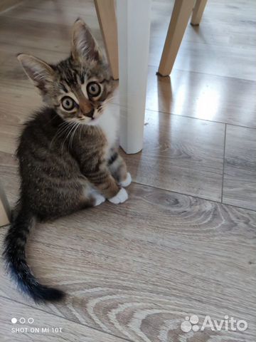 Котёнок