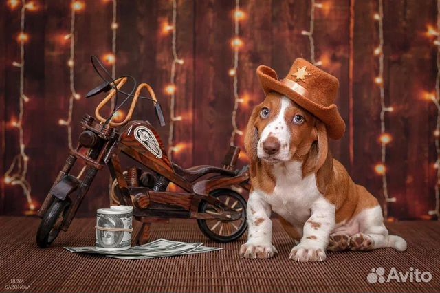 Такса эксклюзивного окраса Пайболд