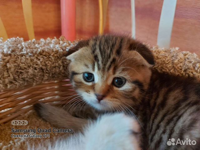 Шотландские вислоухие котята