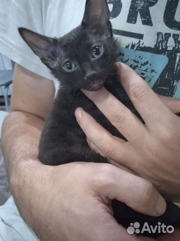 Кошечка от сфинкса