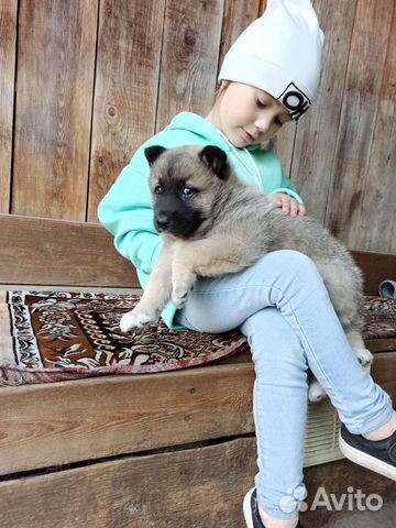 Щенок мальчик метис