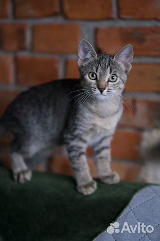 Котёнок Манюша (девочка, 3 месяца)