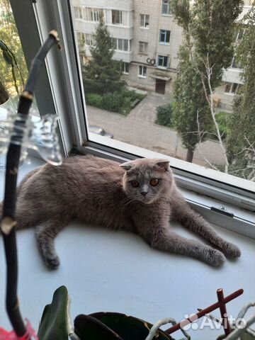 Кошка в дар бесплатно