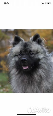 Собака