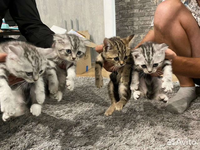 Шотландские котята
