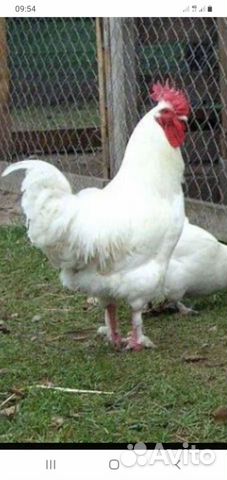 Петух маран былый