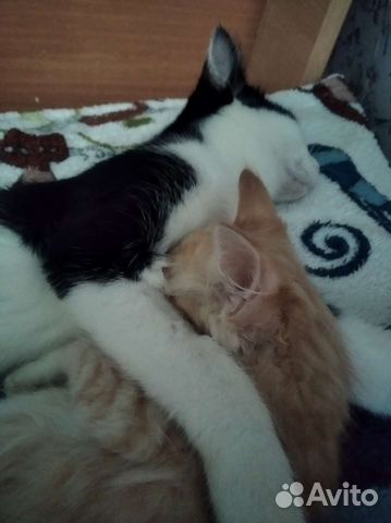 Котёнок