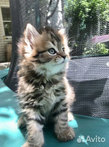 Британская длинношерстная кошечка