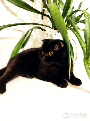 Шотландские коты чёрные