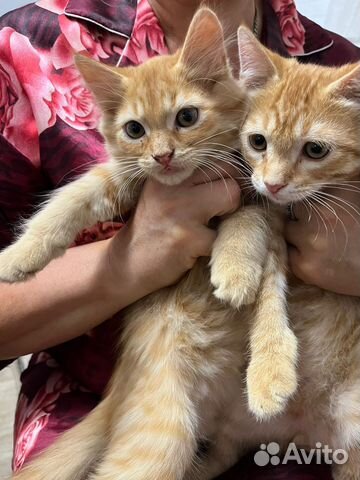 Котик и кошечка 2,5 месяца тигровой окраски рыжие